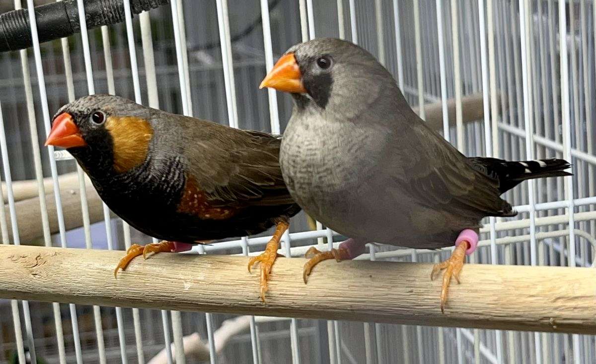 A variety of finches