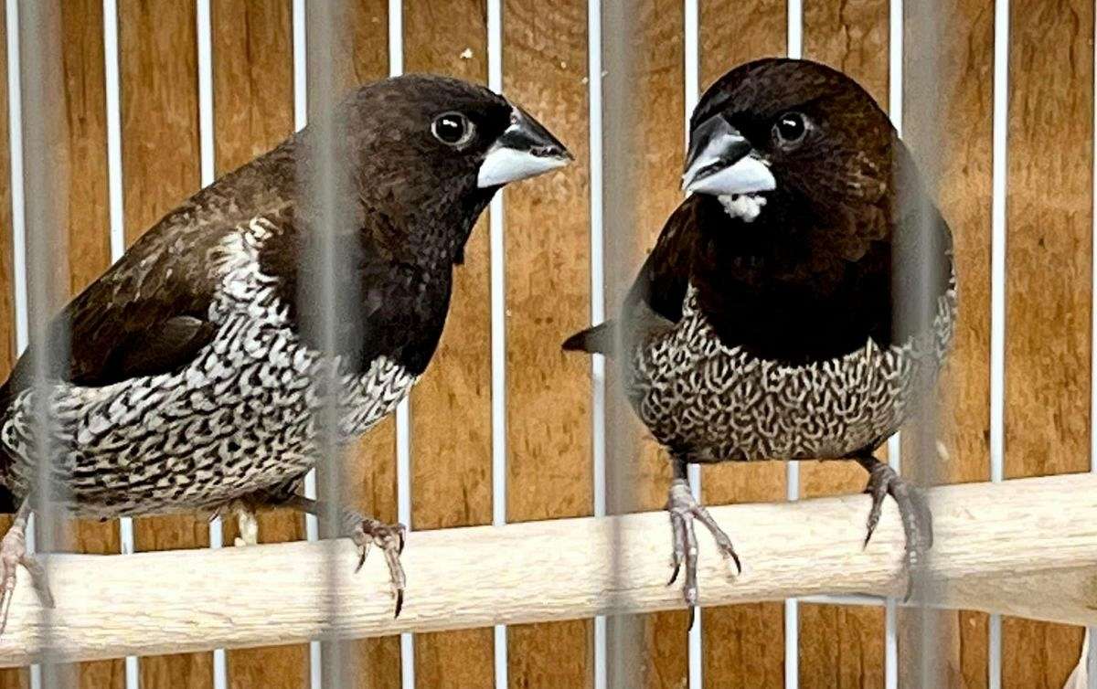 A variety of finches