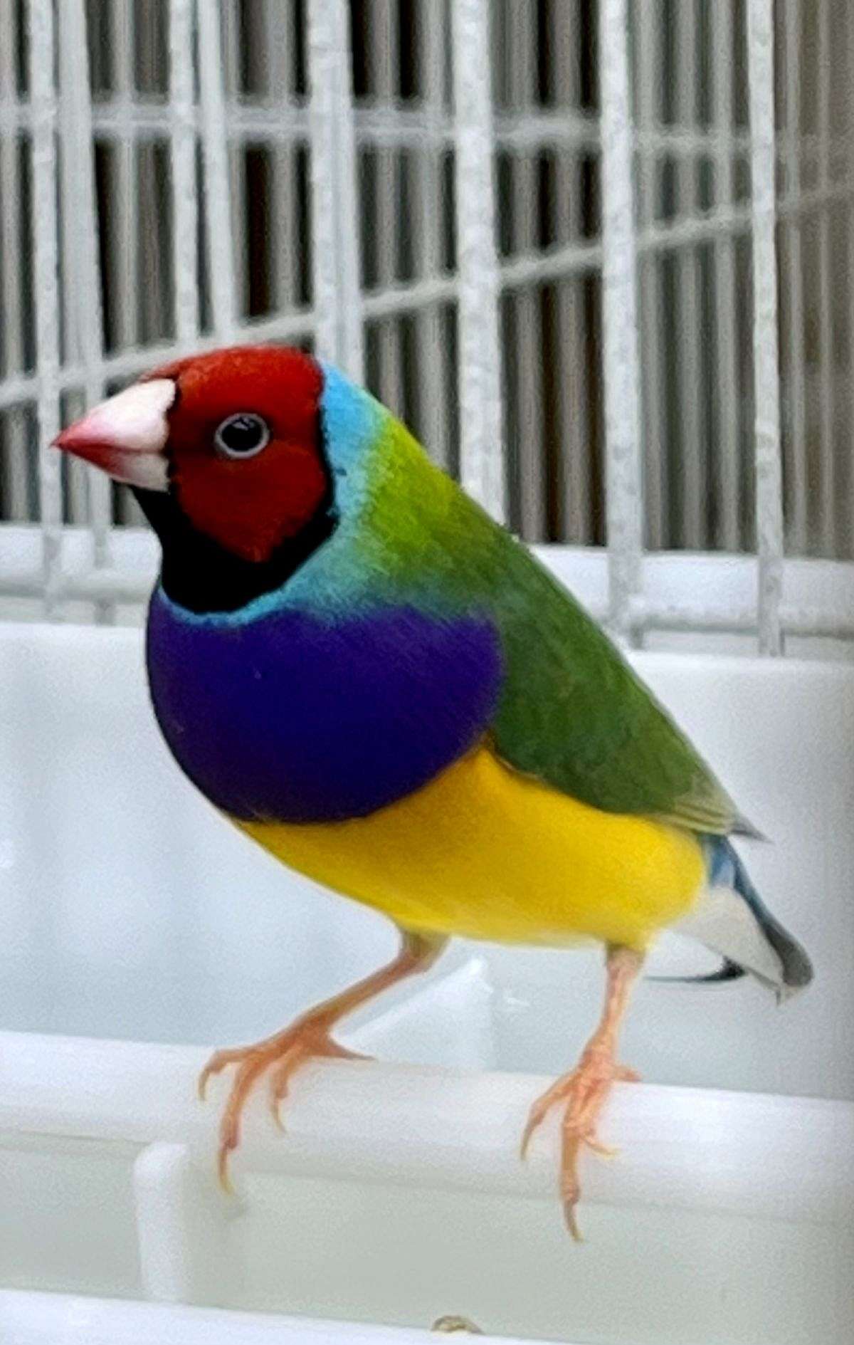 A variety of finches