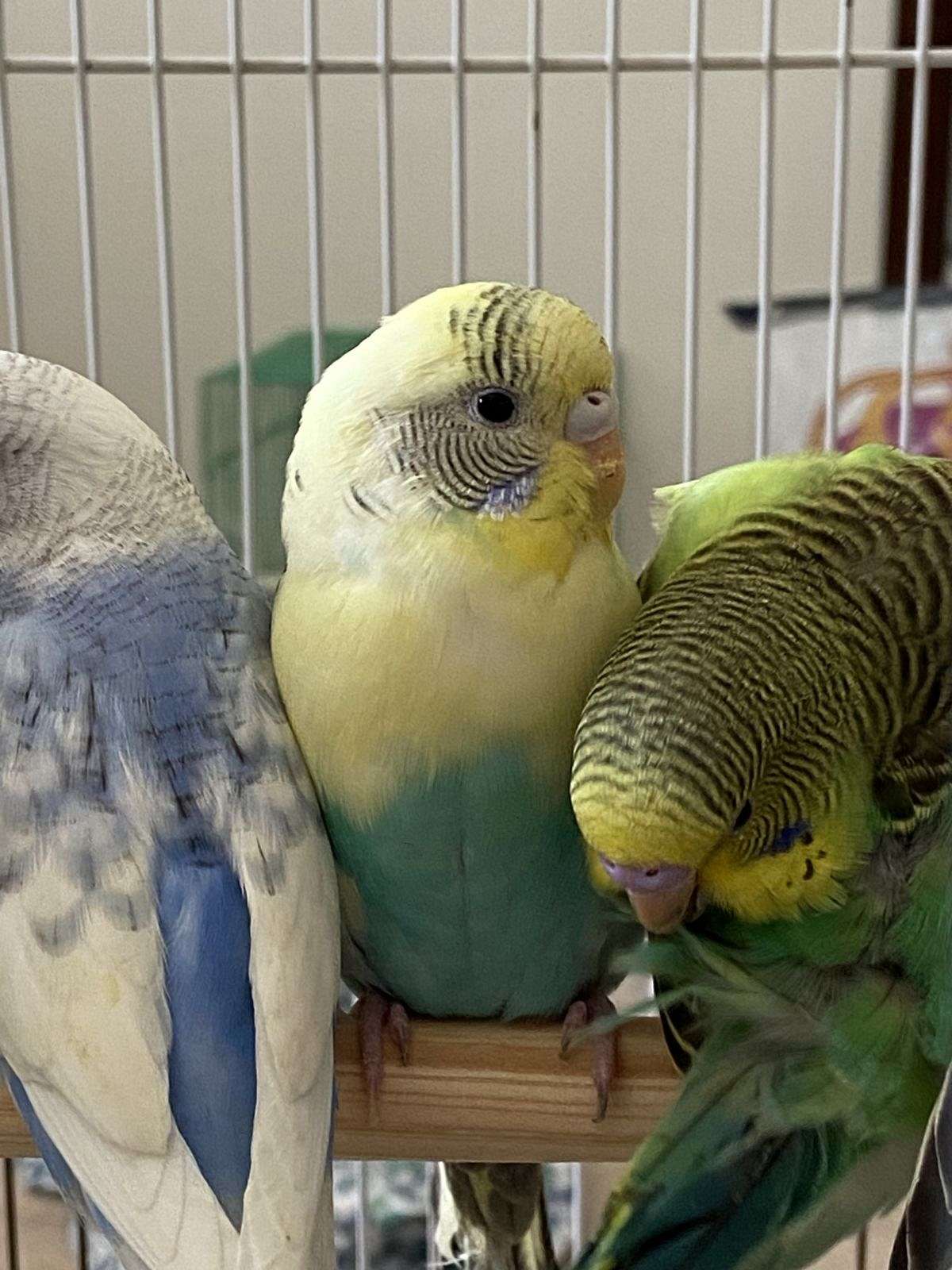 Multi color budgies