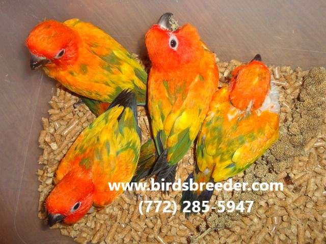 I'll be taking more red factor Sun Conures from nest in a few more weeks