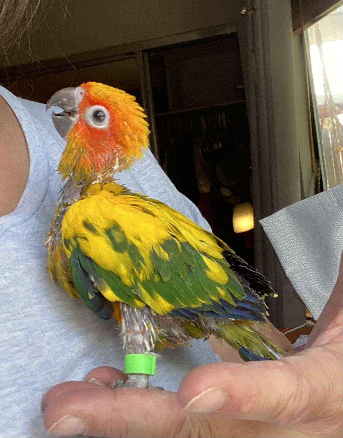 Sun Conures