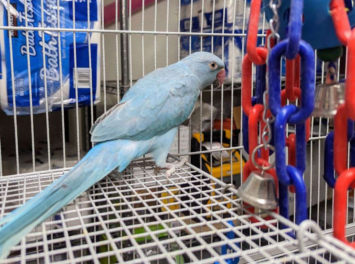 Blue Ringneck Indian Parakeet