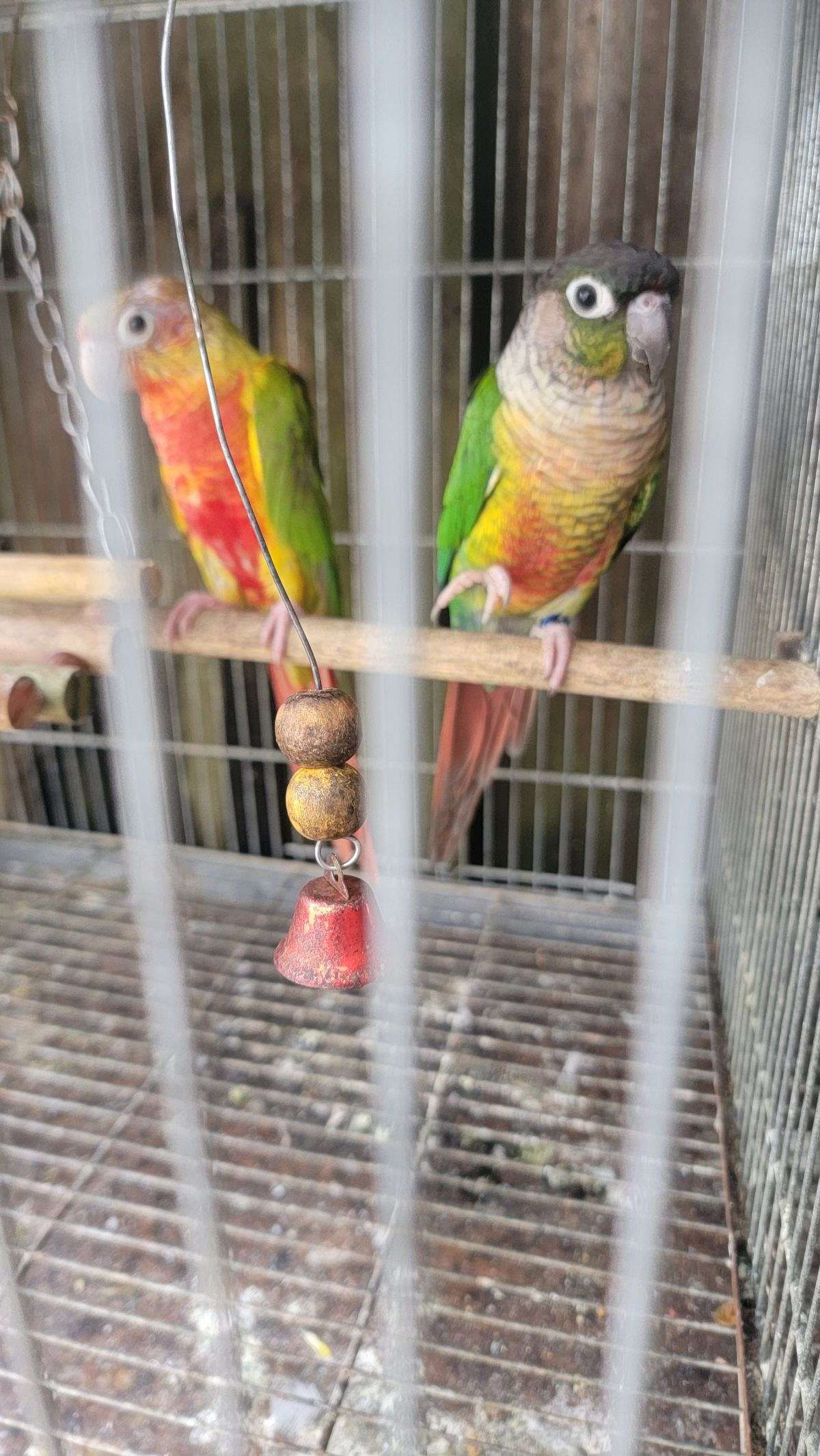 Breeding pairs of green cheecks