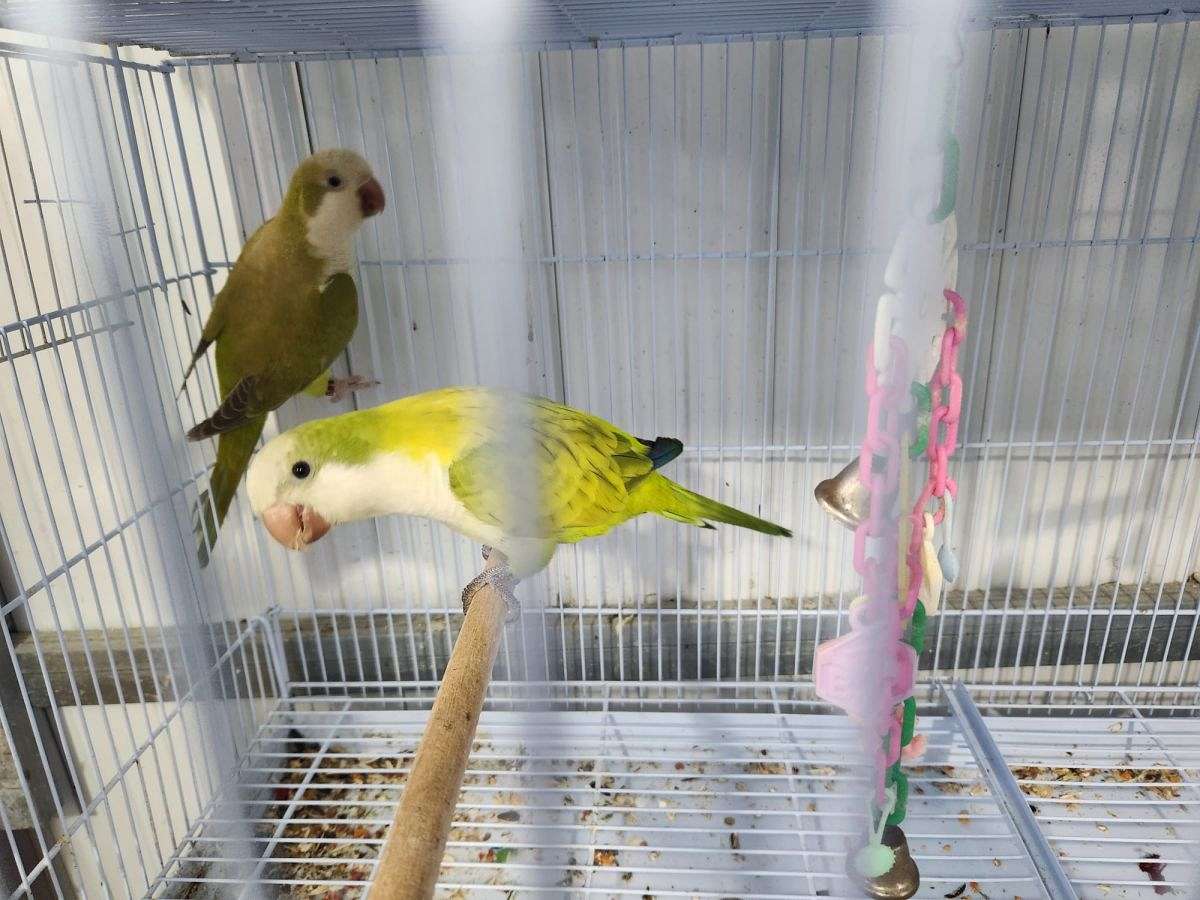 Quaker breeding pair