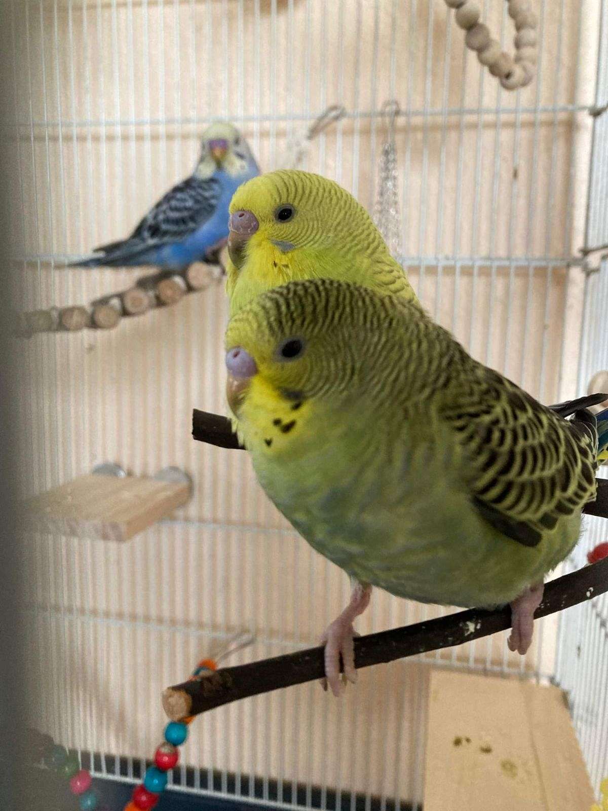 Baby Parakeets Ready To Go Home With You