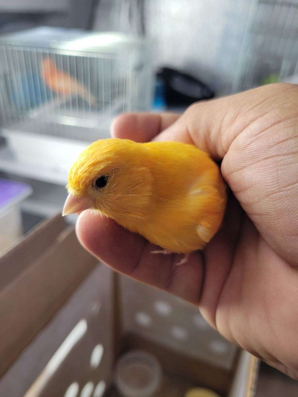 Canary