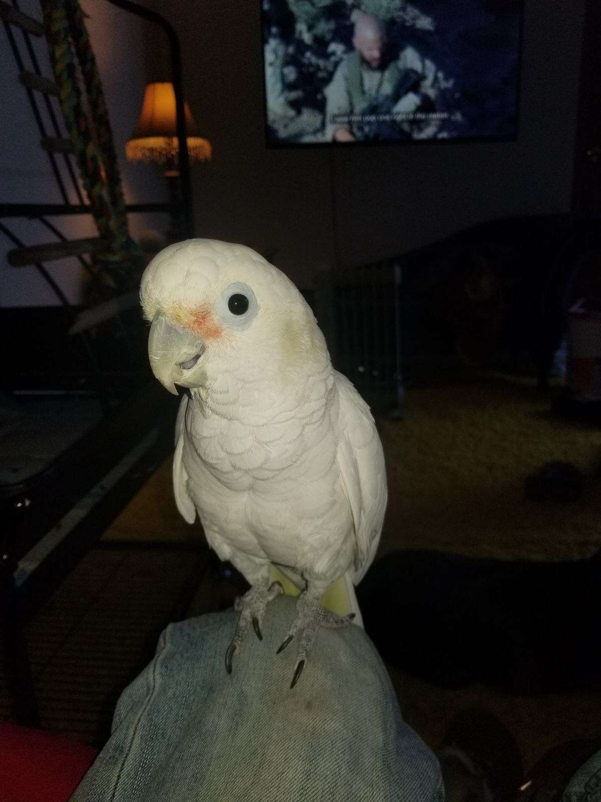 Goffin Cockatoo