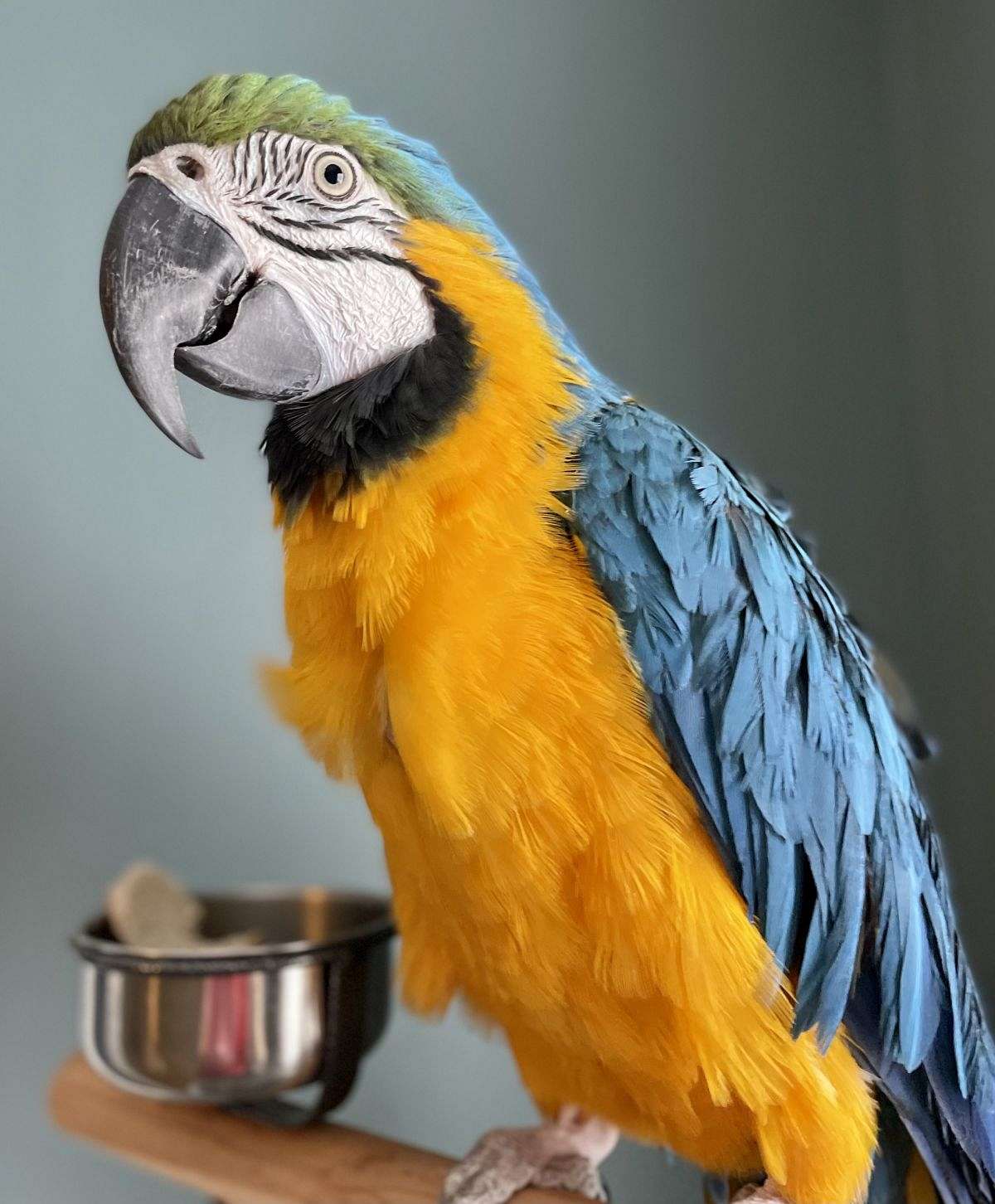 Blue and gold macaw