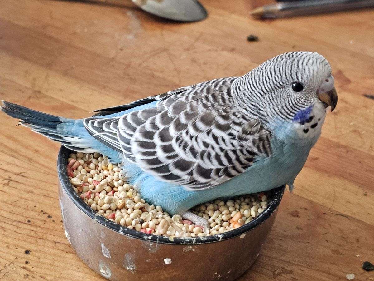 Parakeet bird and Bird cages for sale