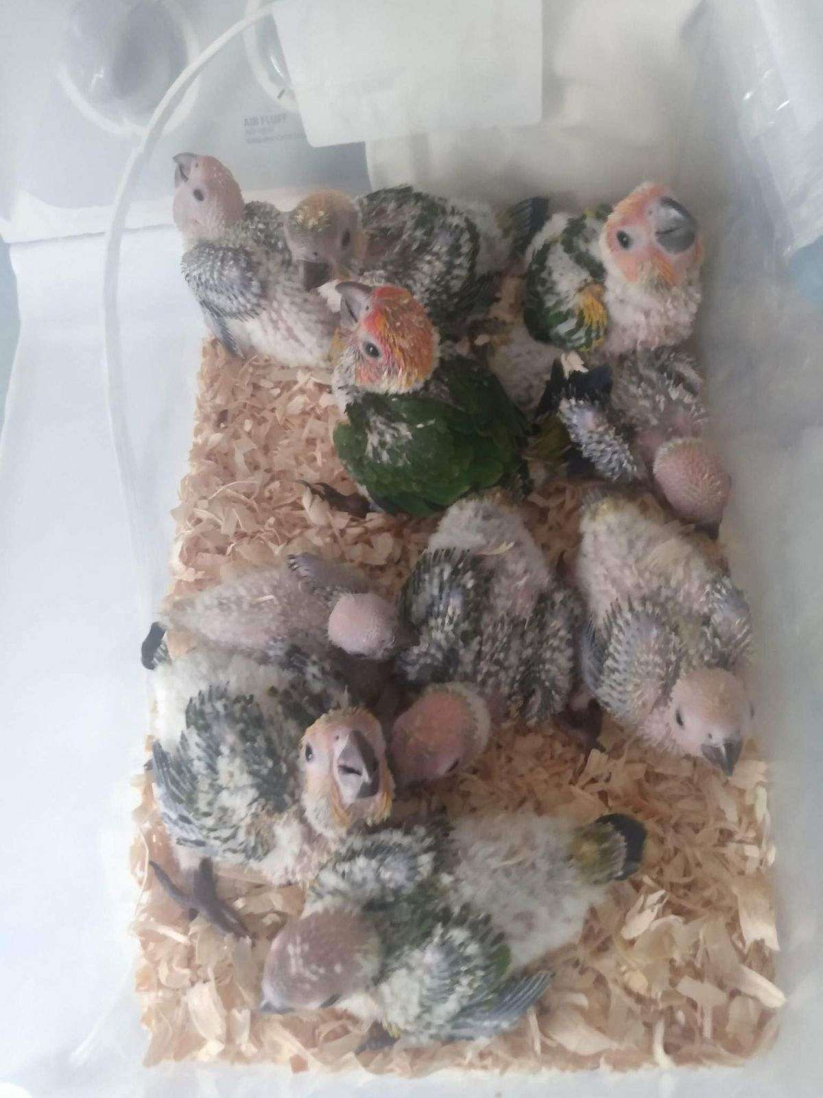 Birds for sell