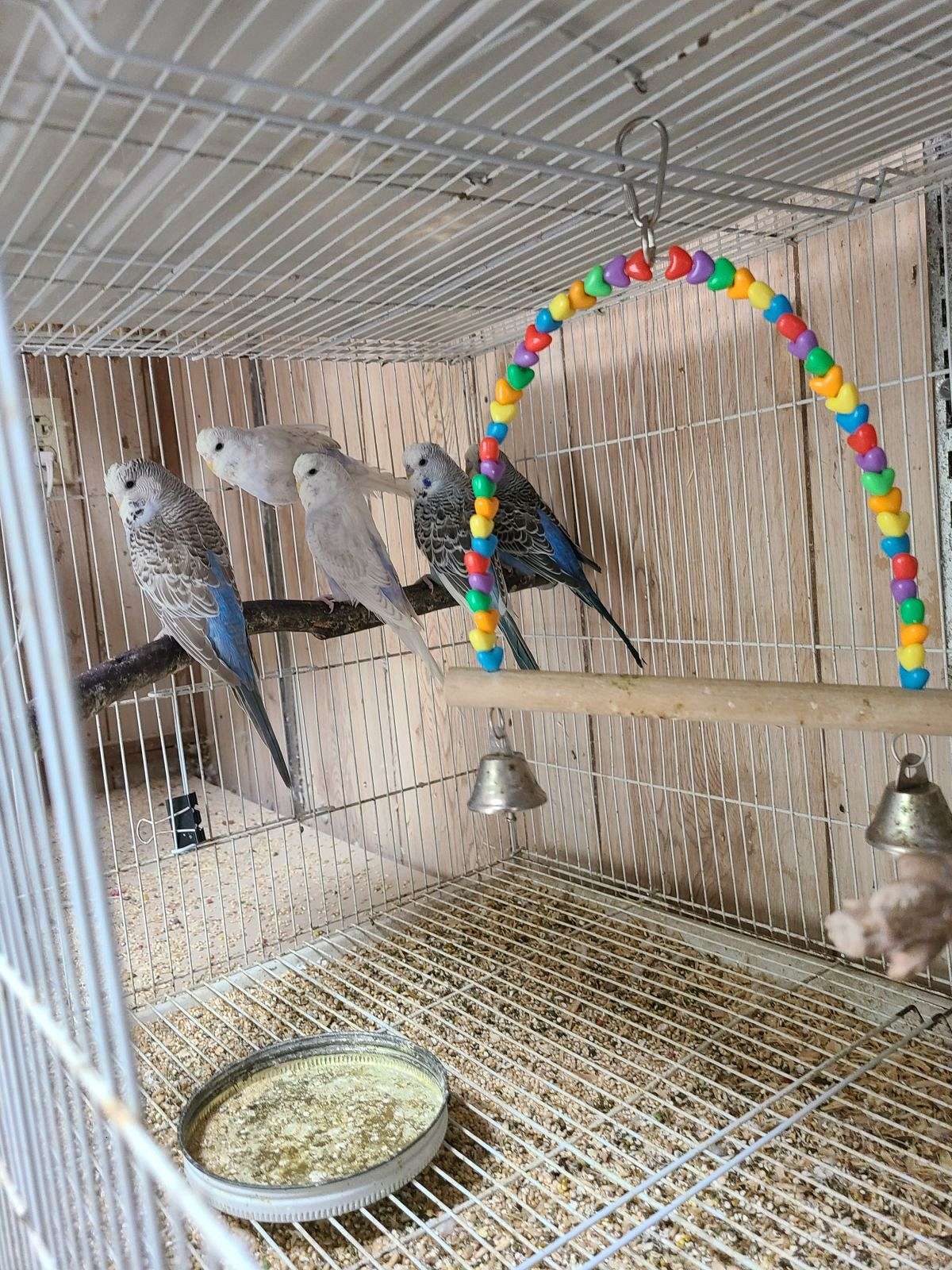 English Budgies