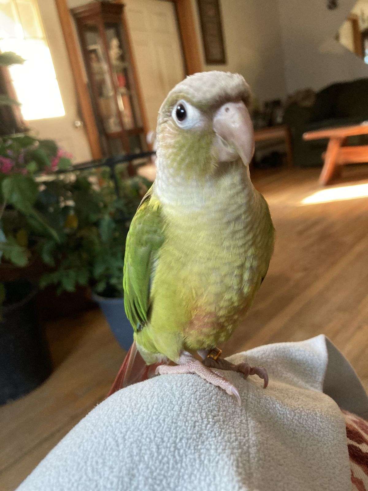 Greencheek Conure-Cinnamon
