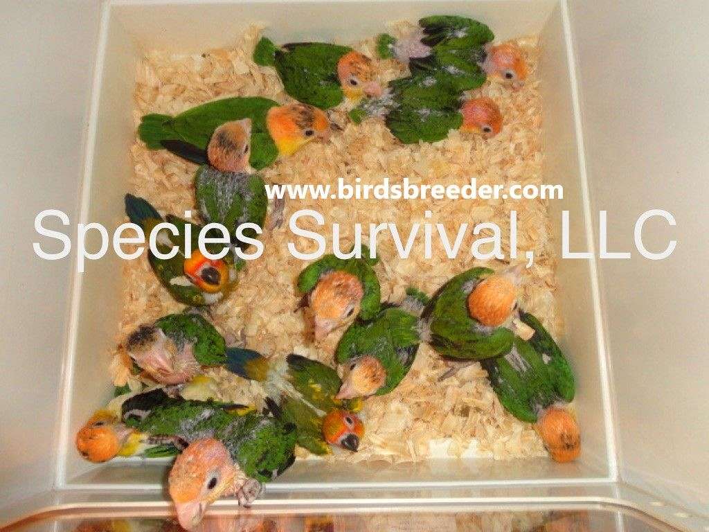 Baby White Bellies caiques hatching soon at wholesale prices