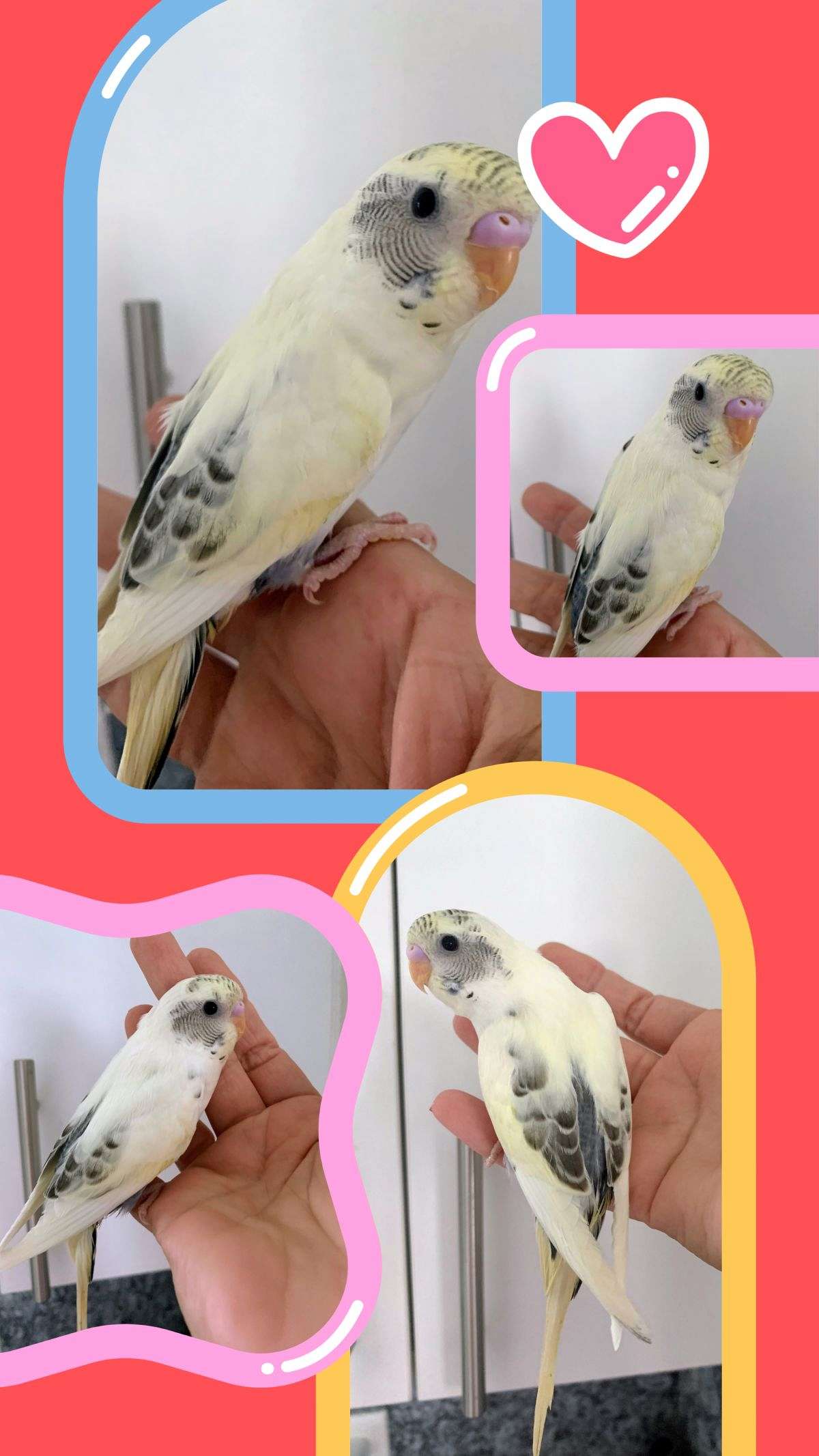 Parakeet babies handfed tame and weaned