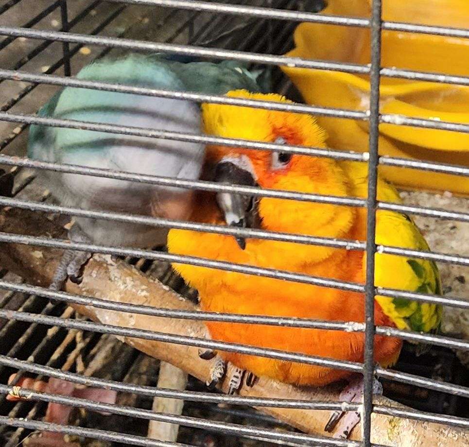 Sun conure and quaker parrot bonded an must go together