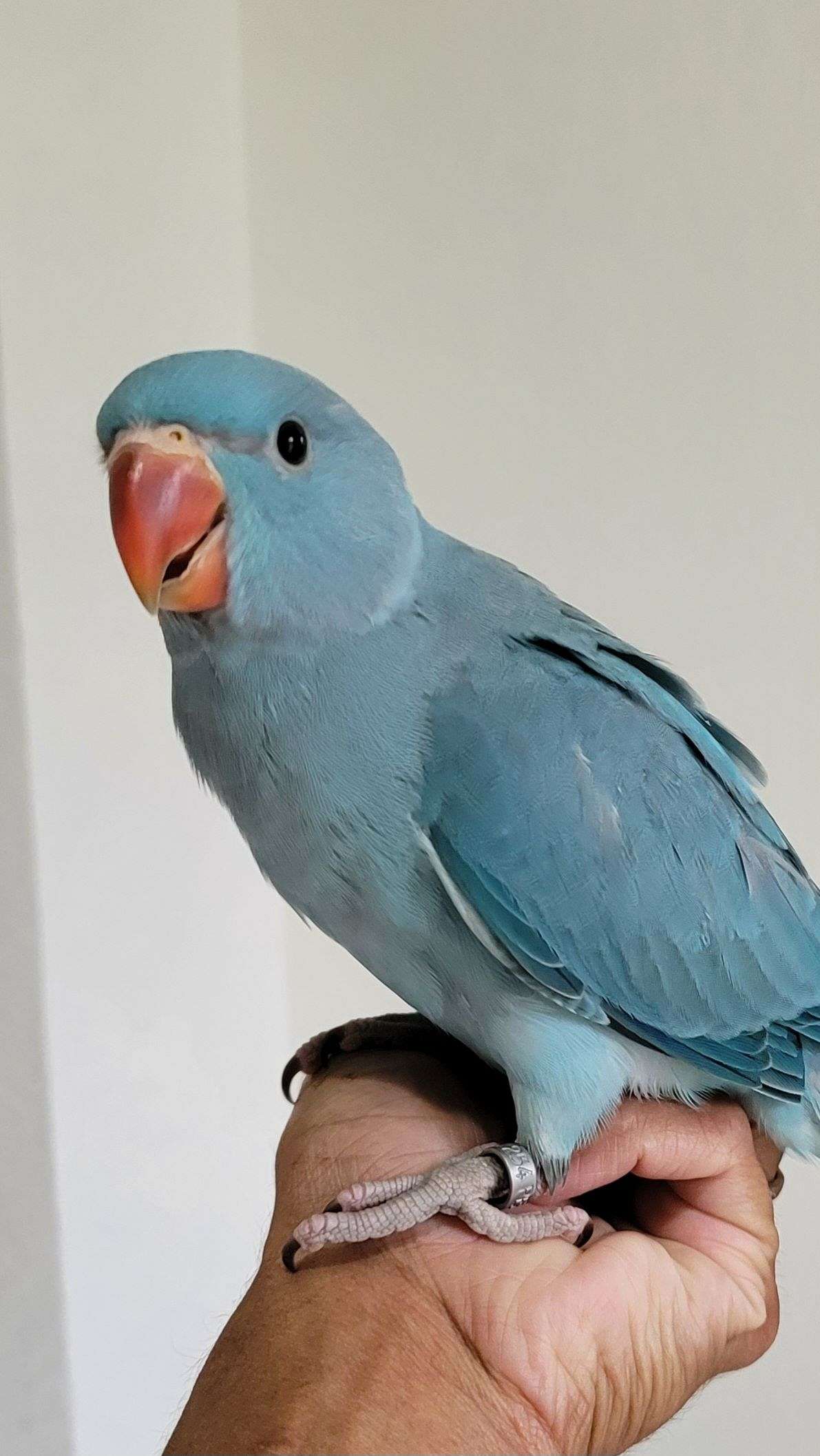 Baby Ringnecks - Violet or blue