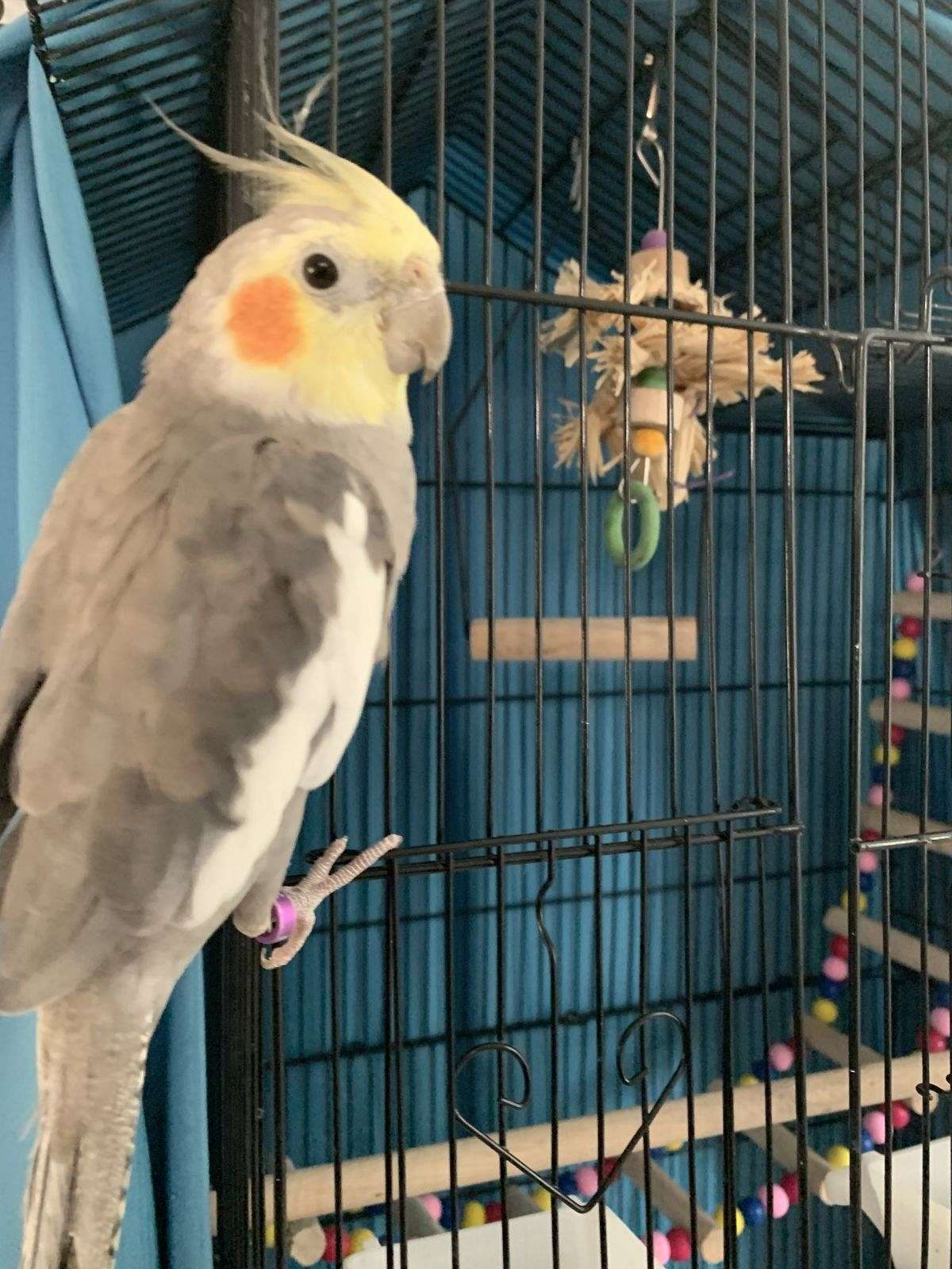 Cockatiel named "Cosmo" is 7 months old and includes cage