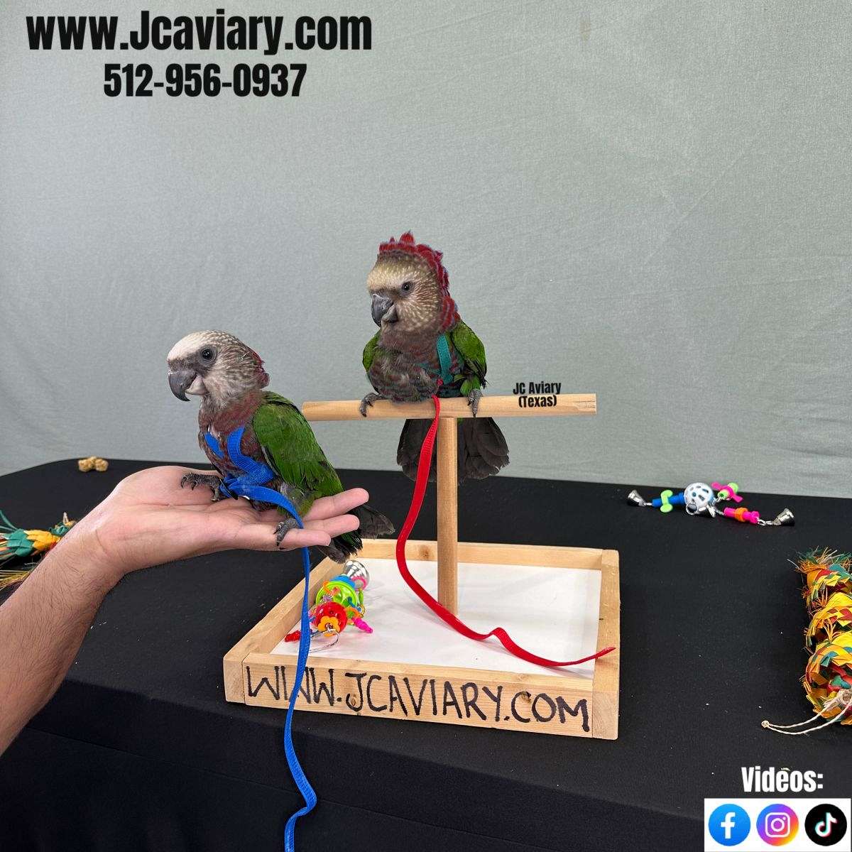 Lutino Indian Ringneck babies