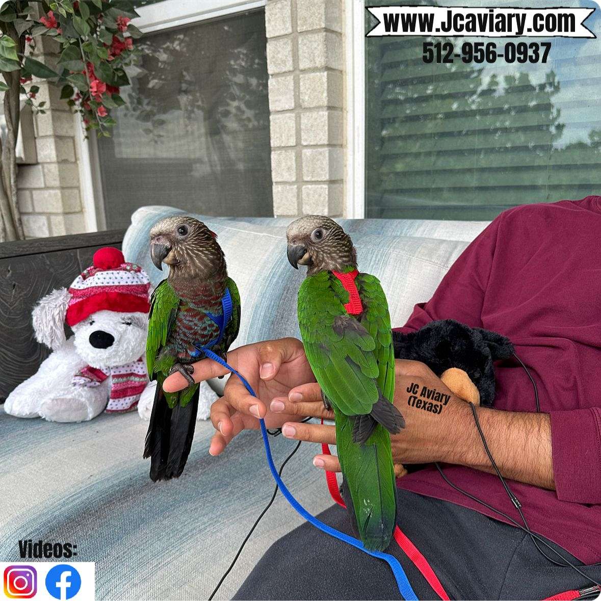 Lutino Indian Ringneck babies