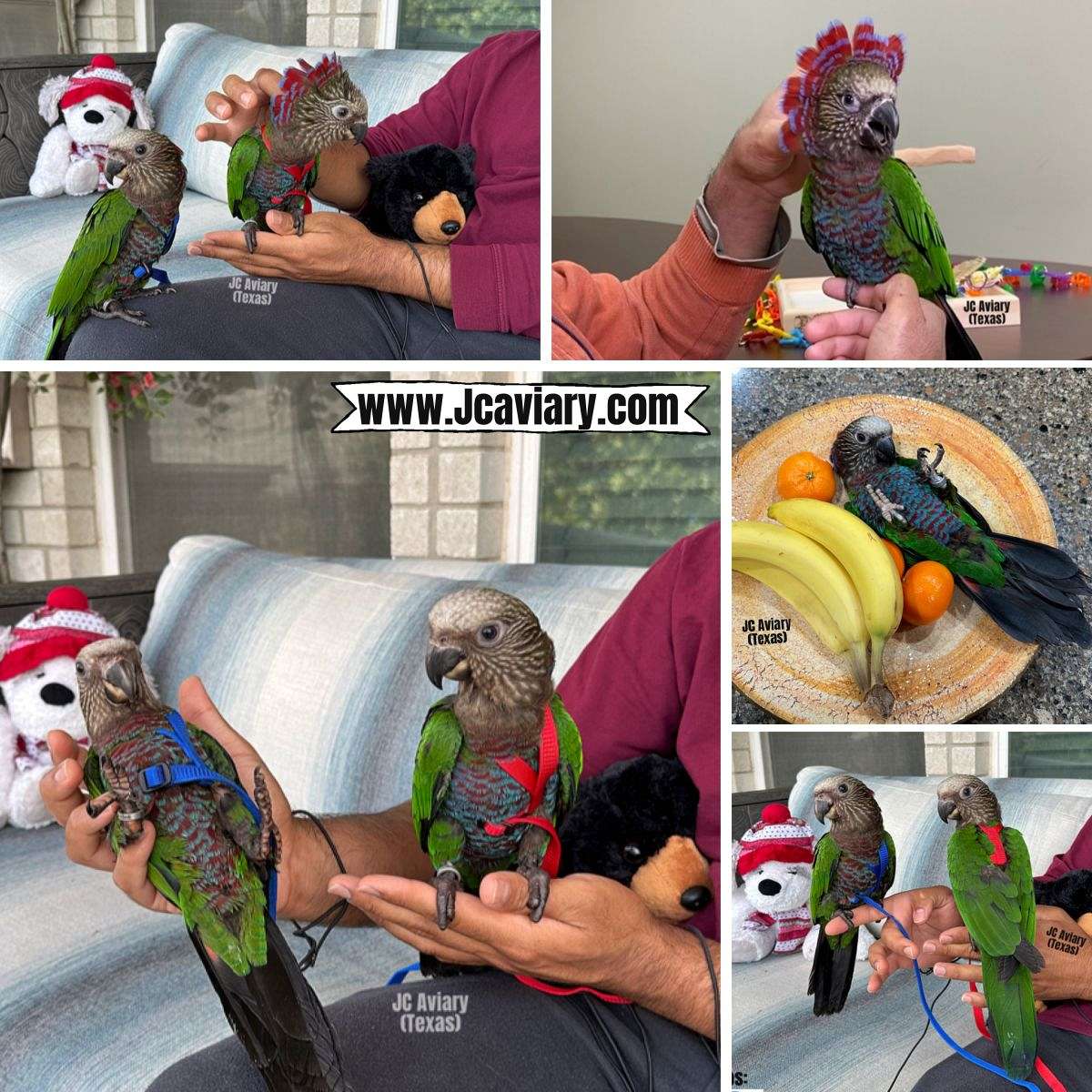 Harlequin macaw babies