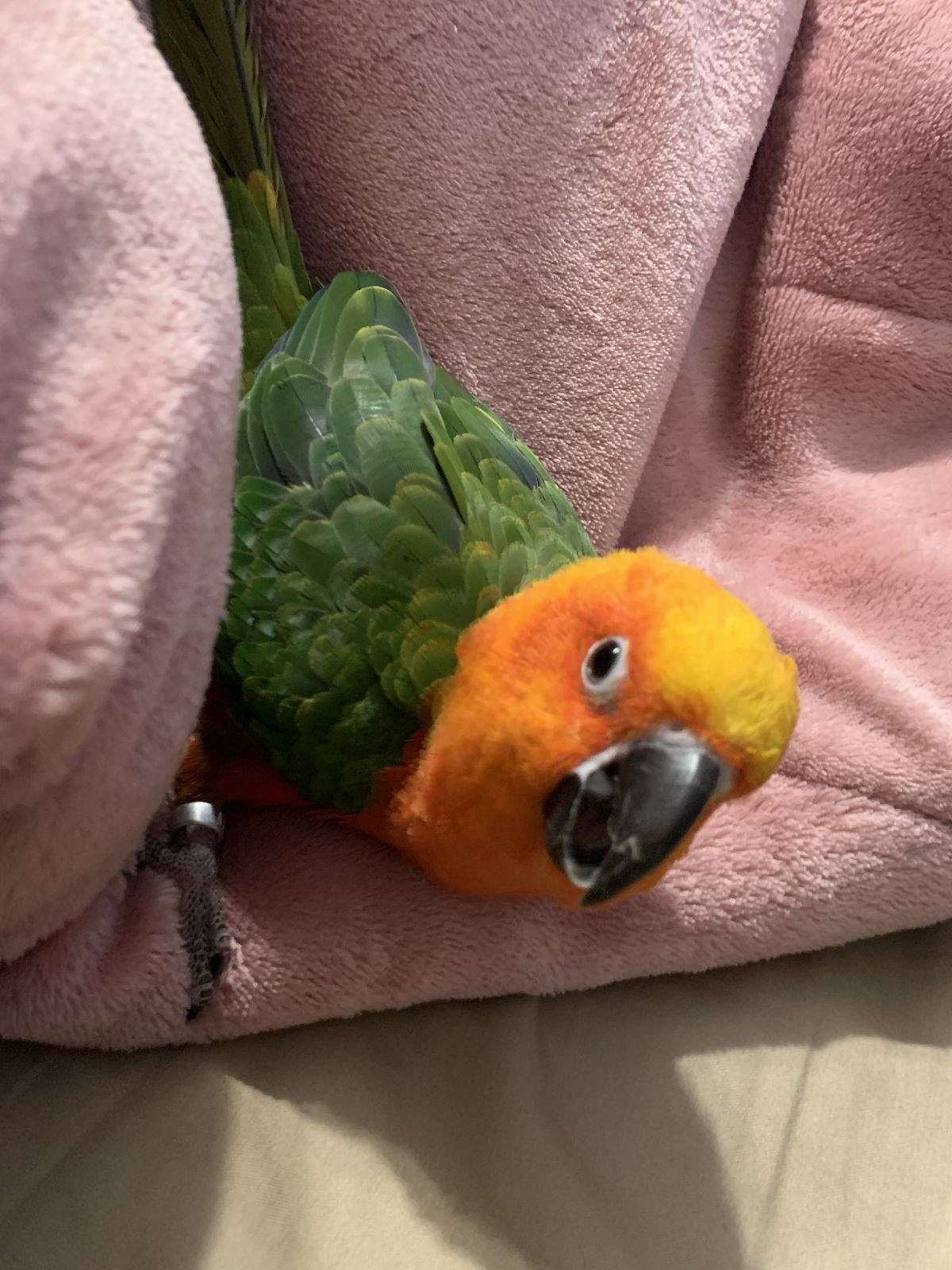 Jenday Conure