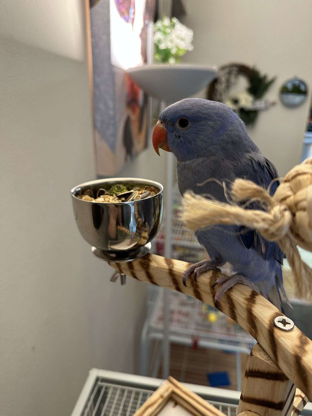 Quaker Parrot tame 5 months old