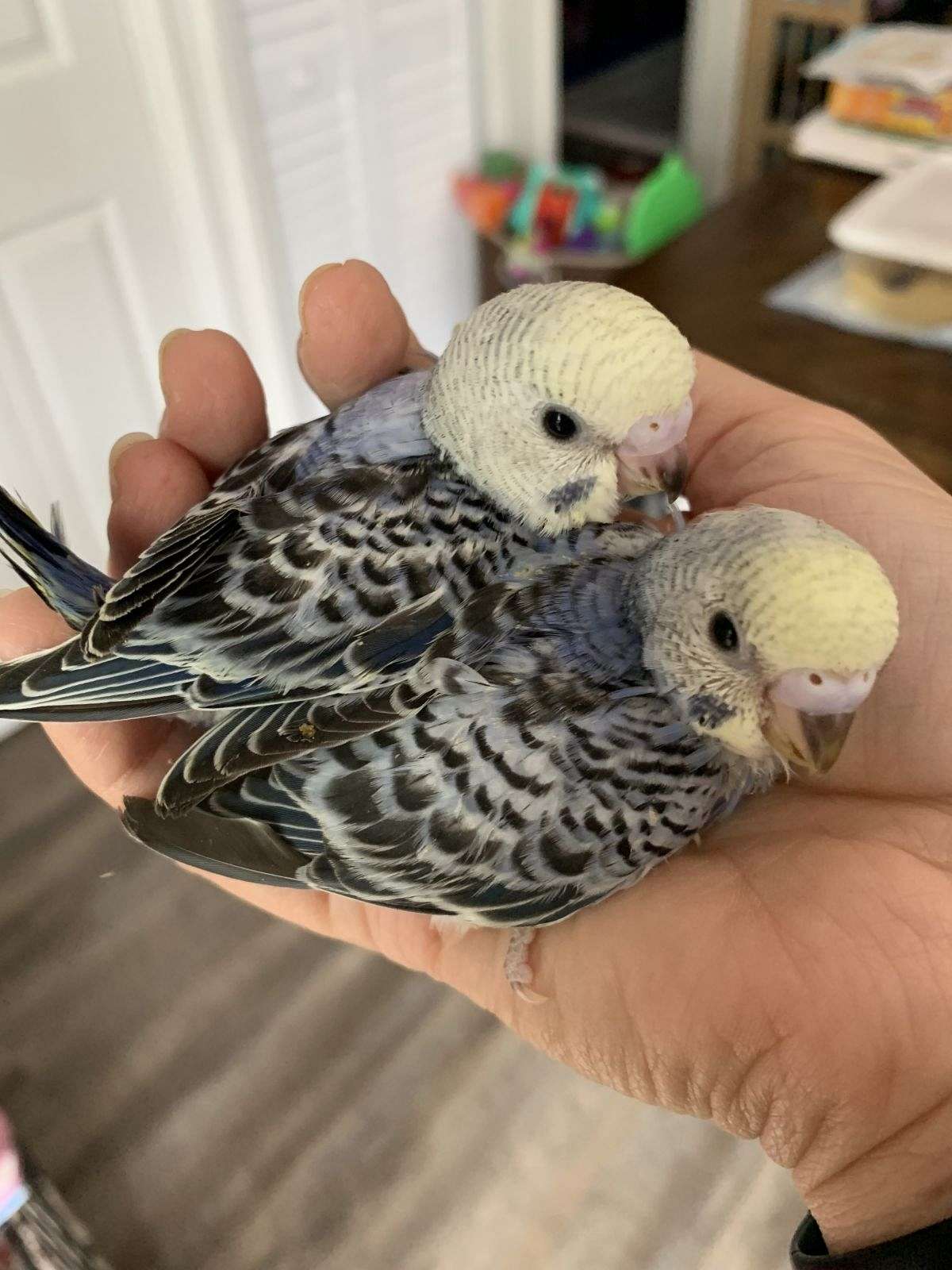 Parakeet babies handfed tame and weaned