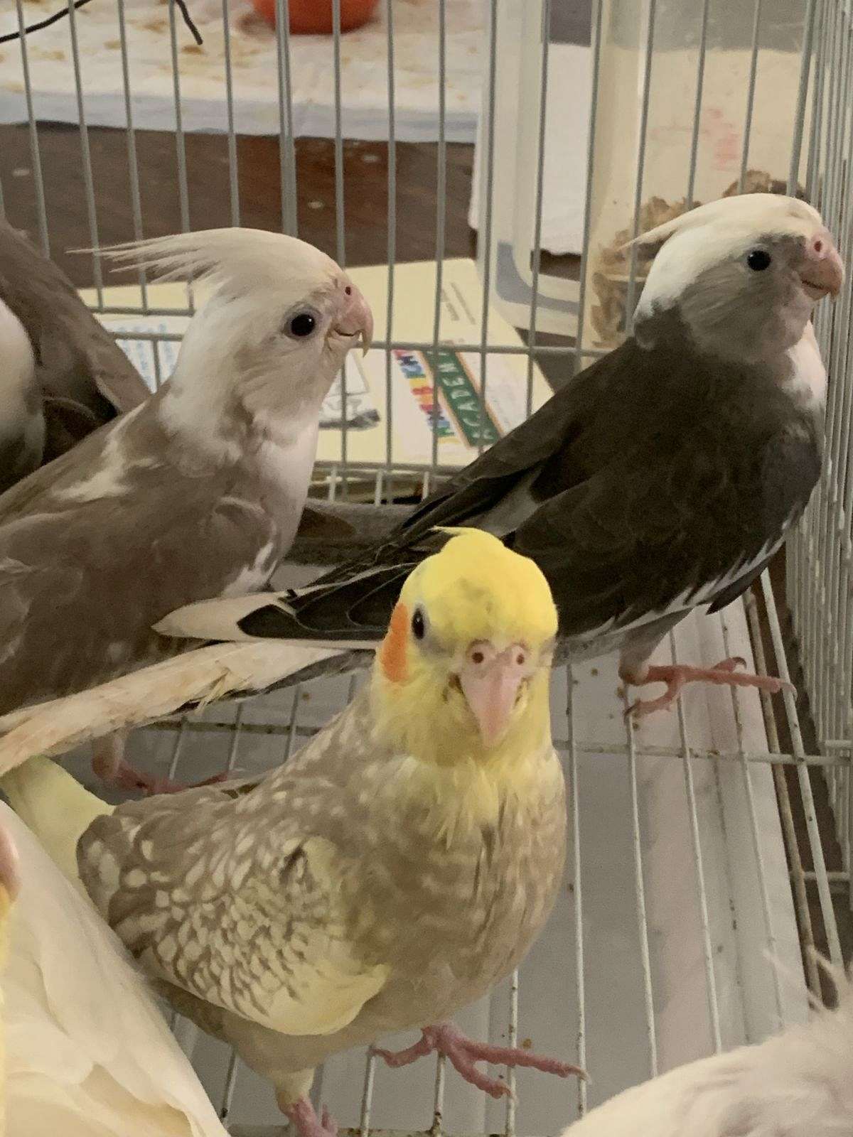Cockatiels babies handfed tame and weaned