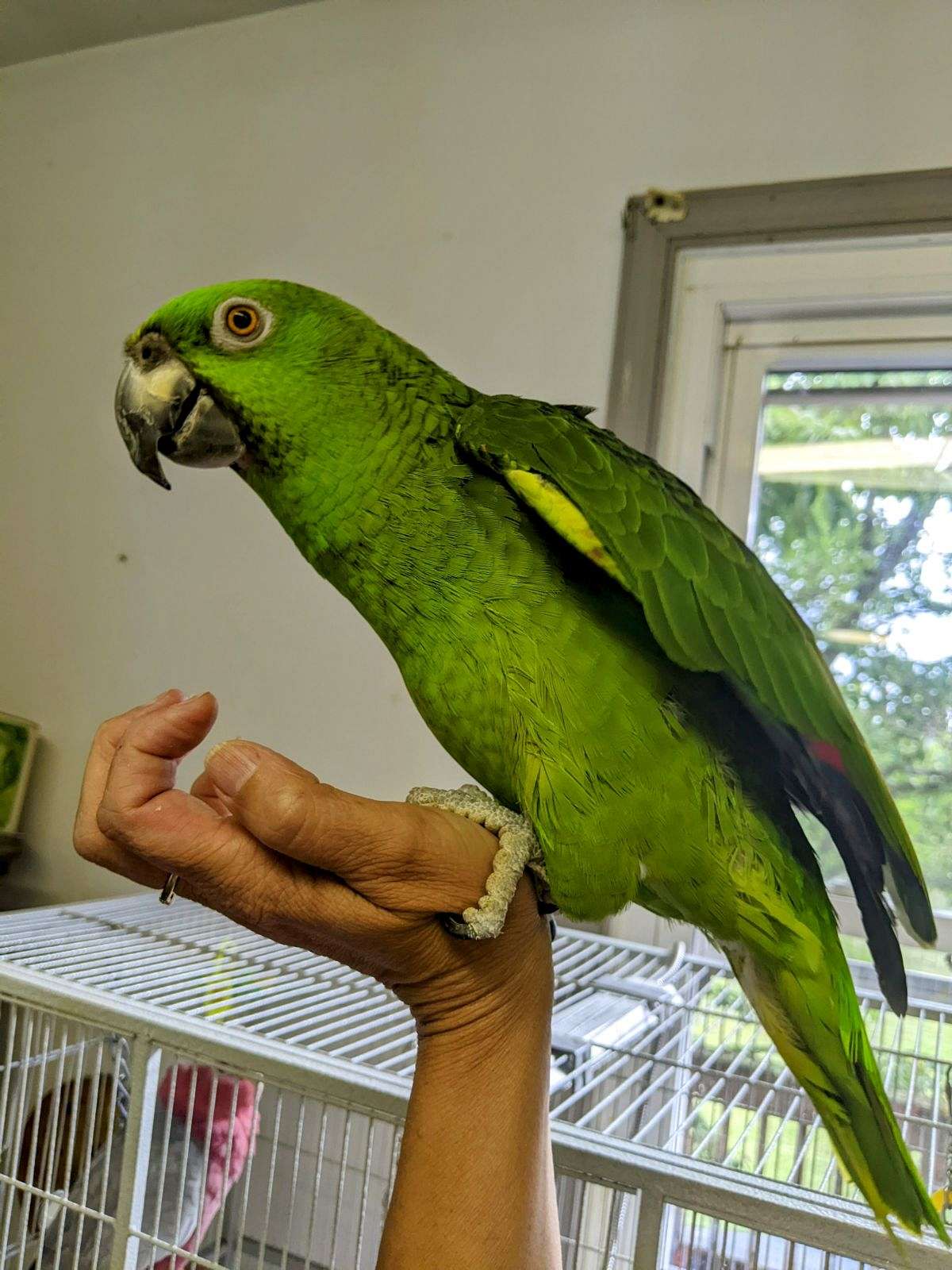 Large Beautiful Amazing