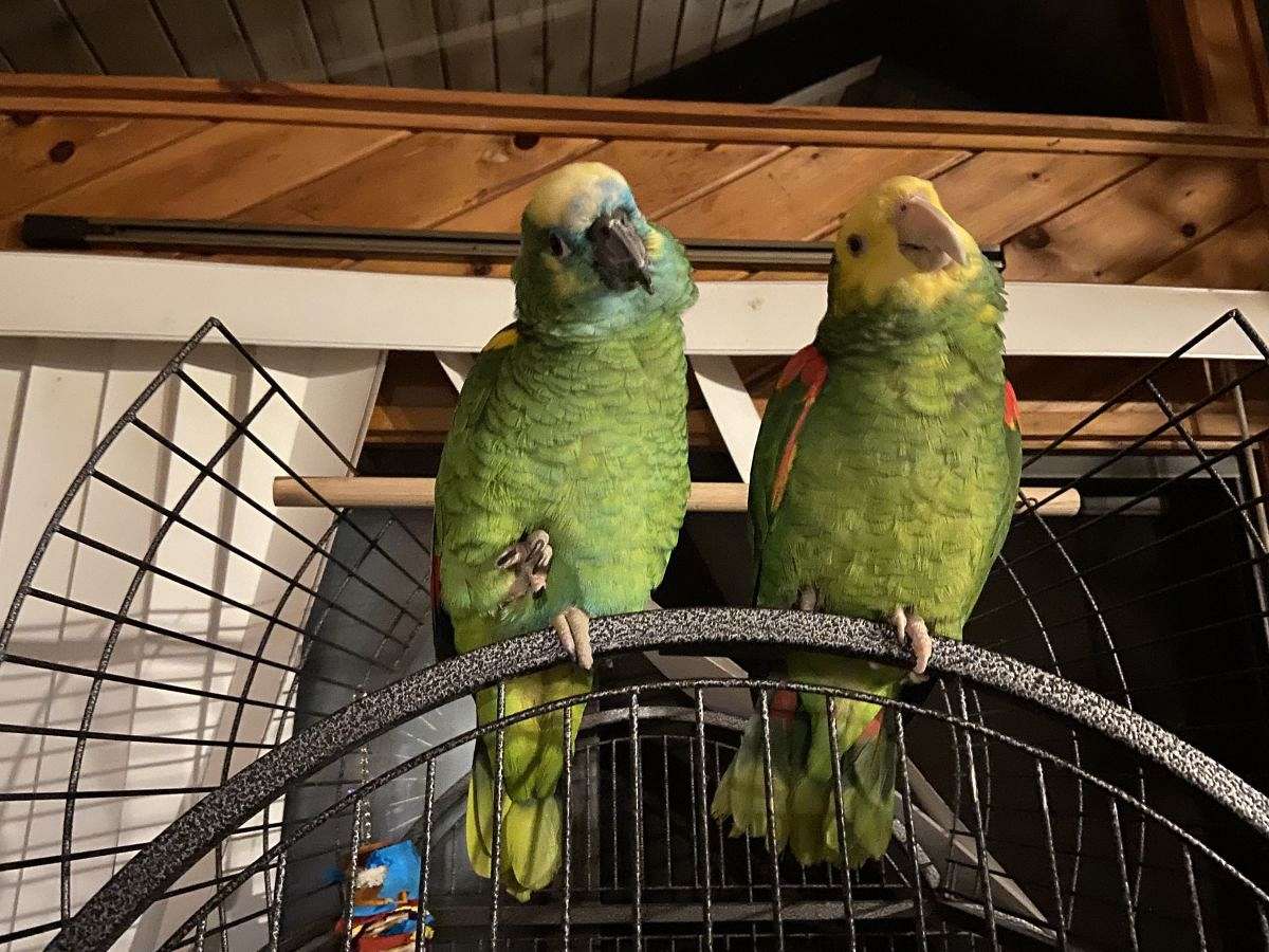Male double yellow amazon & Blue faced female amazon
