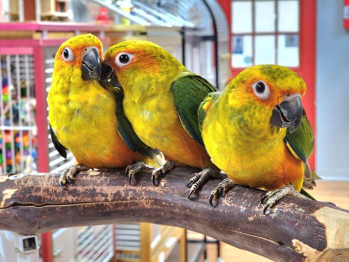 Sun Conure babies