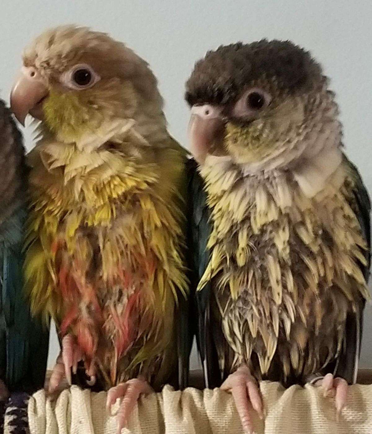 Friendly Bonded Pair