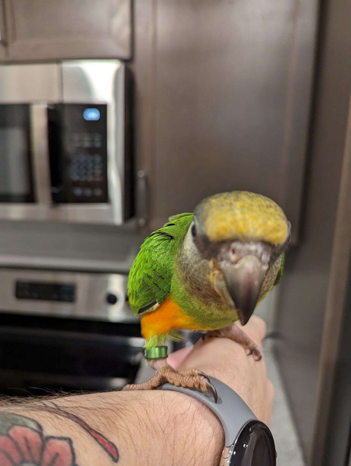 Senegal parrot