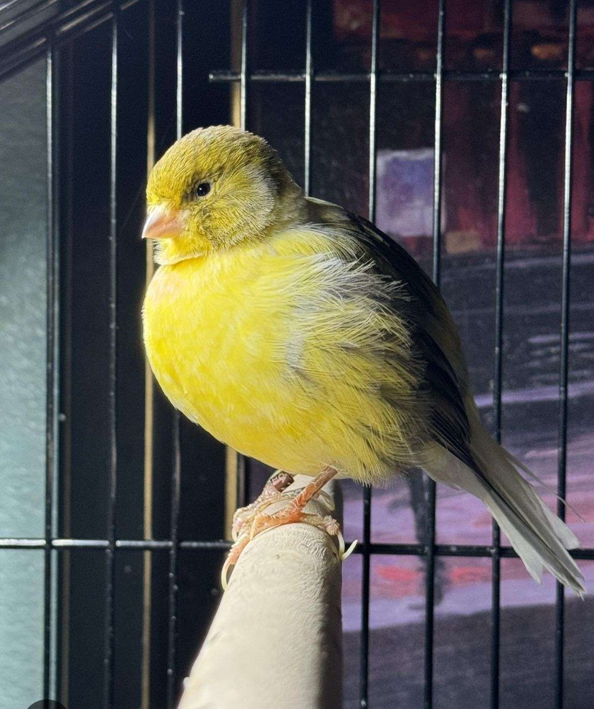 Singing canary