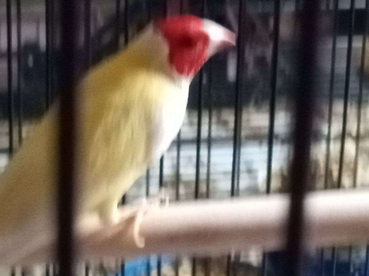 Beautiful Yellow Back Gouldian Finches for Sale in Miami Beach