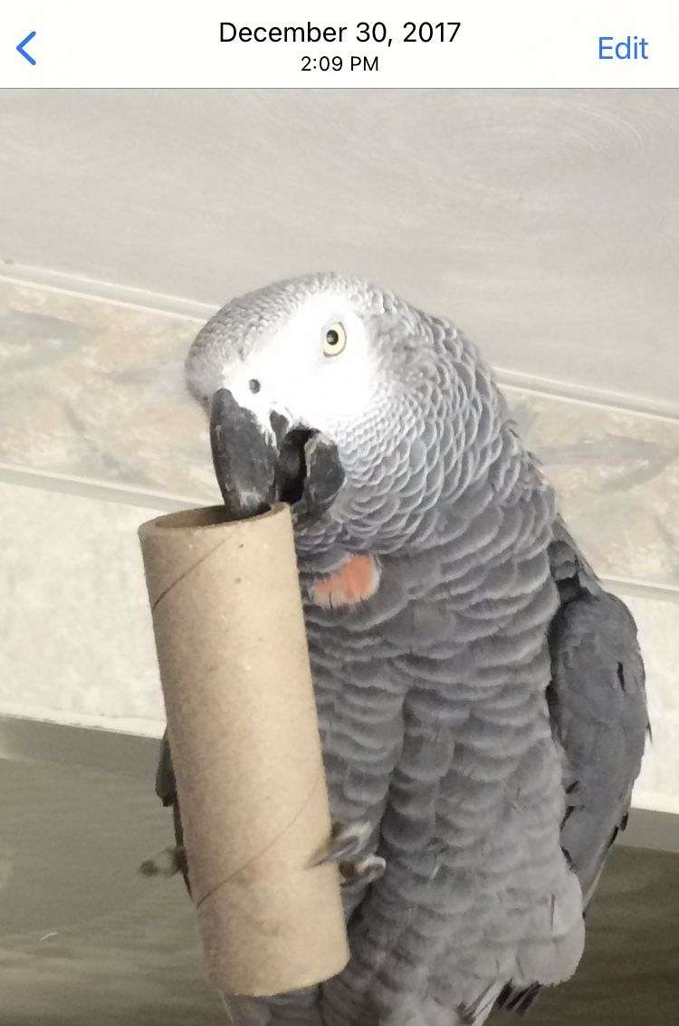Male and Female African Grey