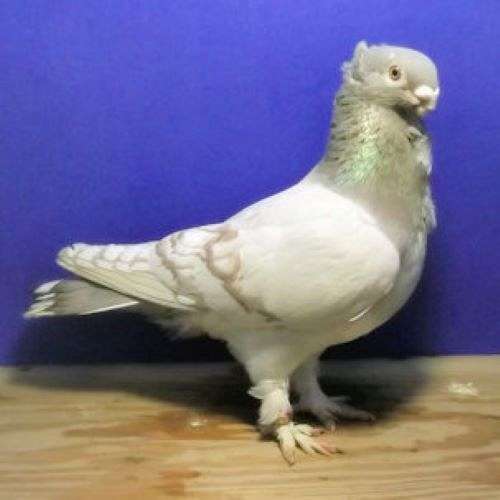 Pigeon