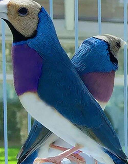 Wholesale - Beautiful Lady Gouldian Finches