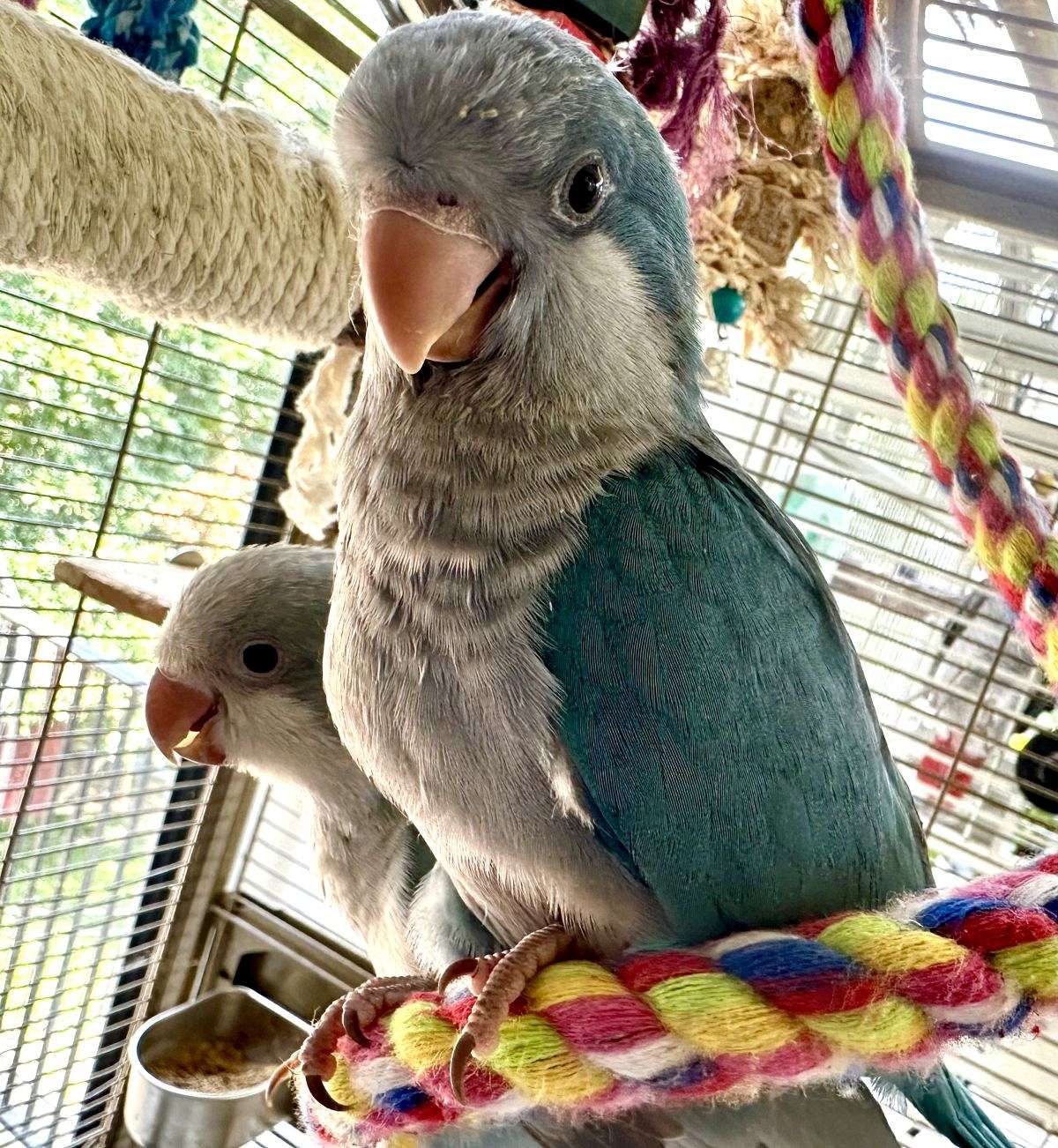 Baby Quaker Parrot Care at Peggy Rios blog