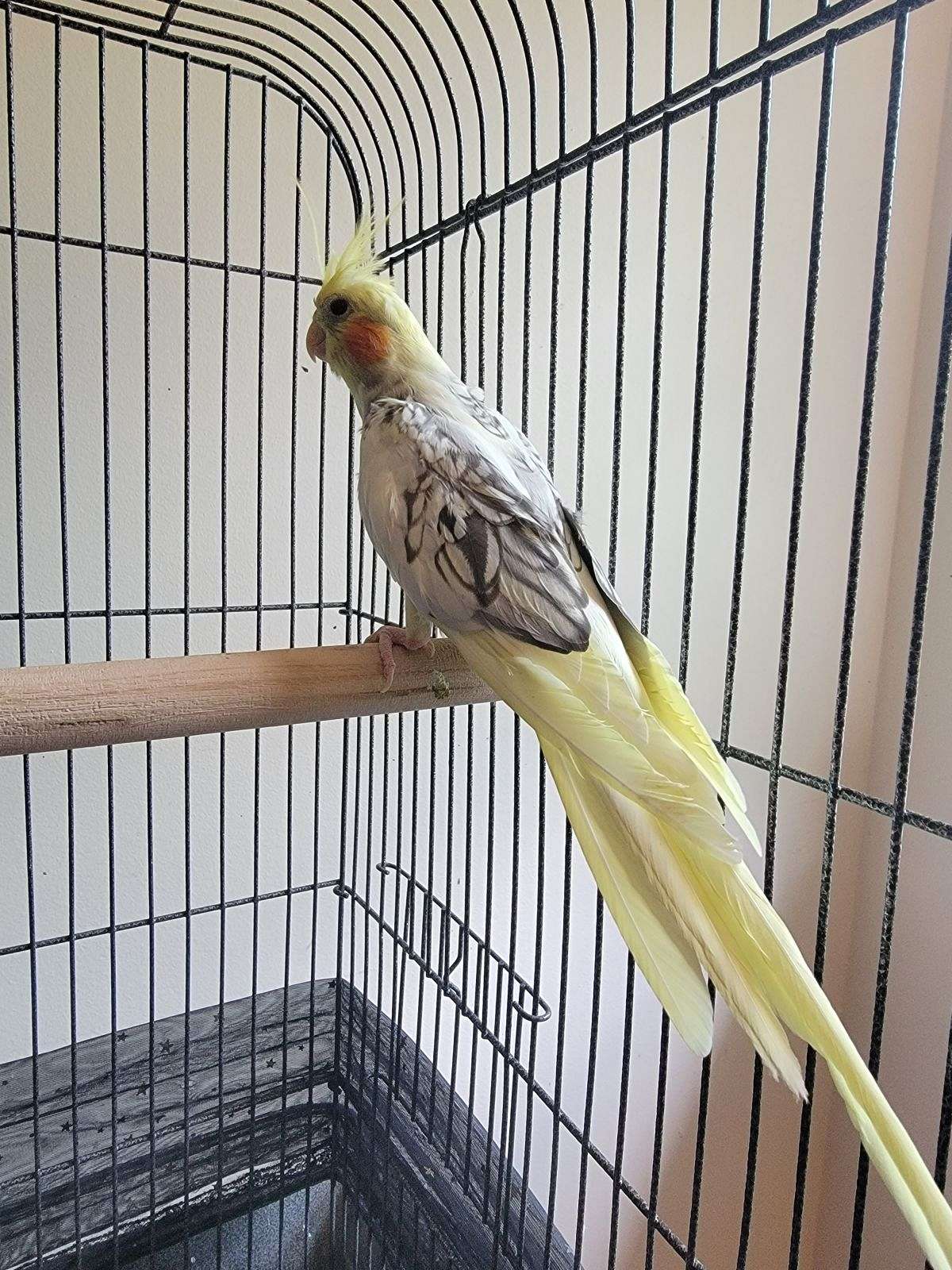 Cockatiel for sale