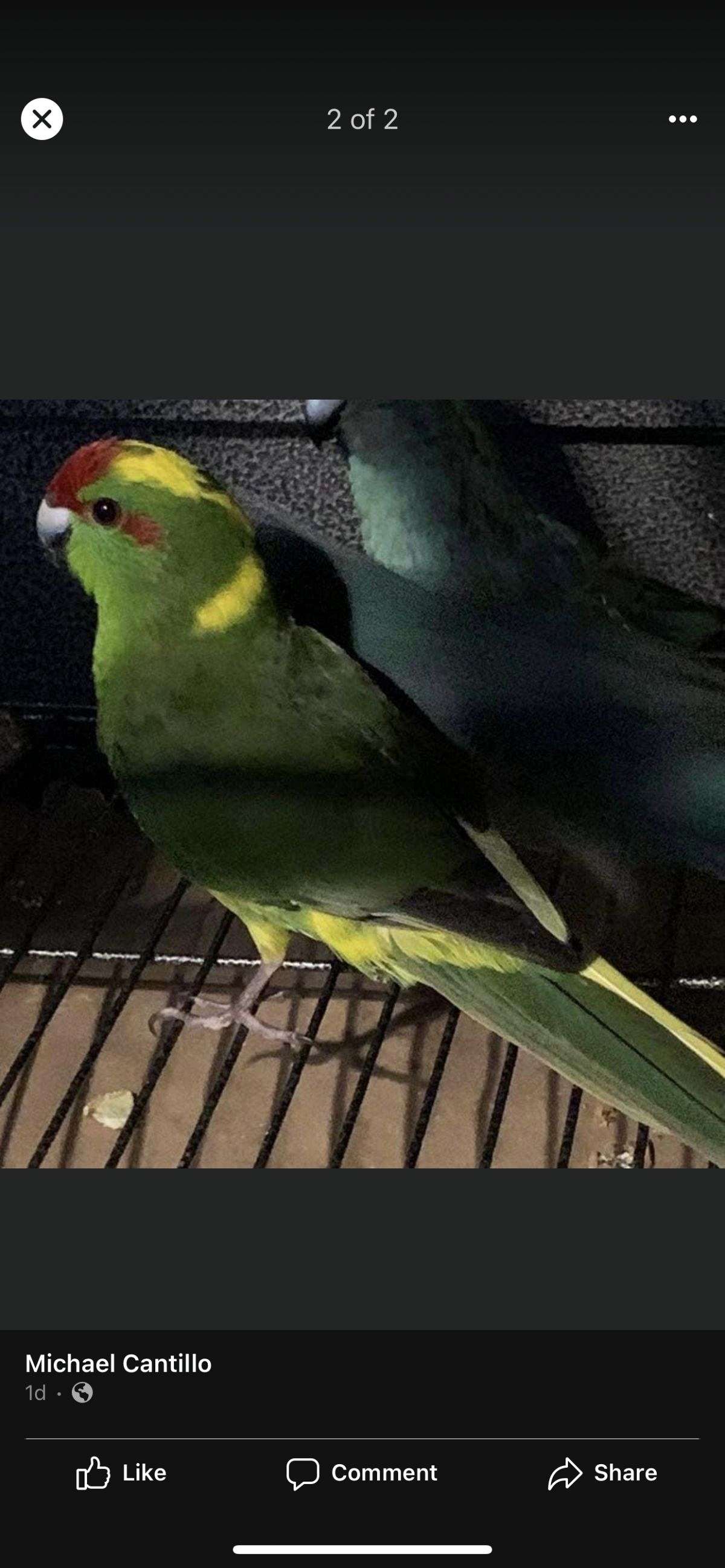 Green Pied / Turquoise Kakariki