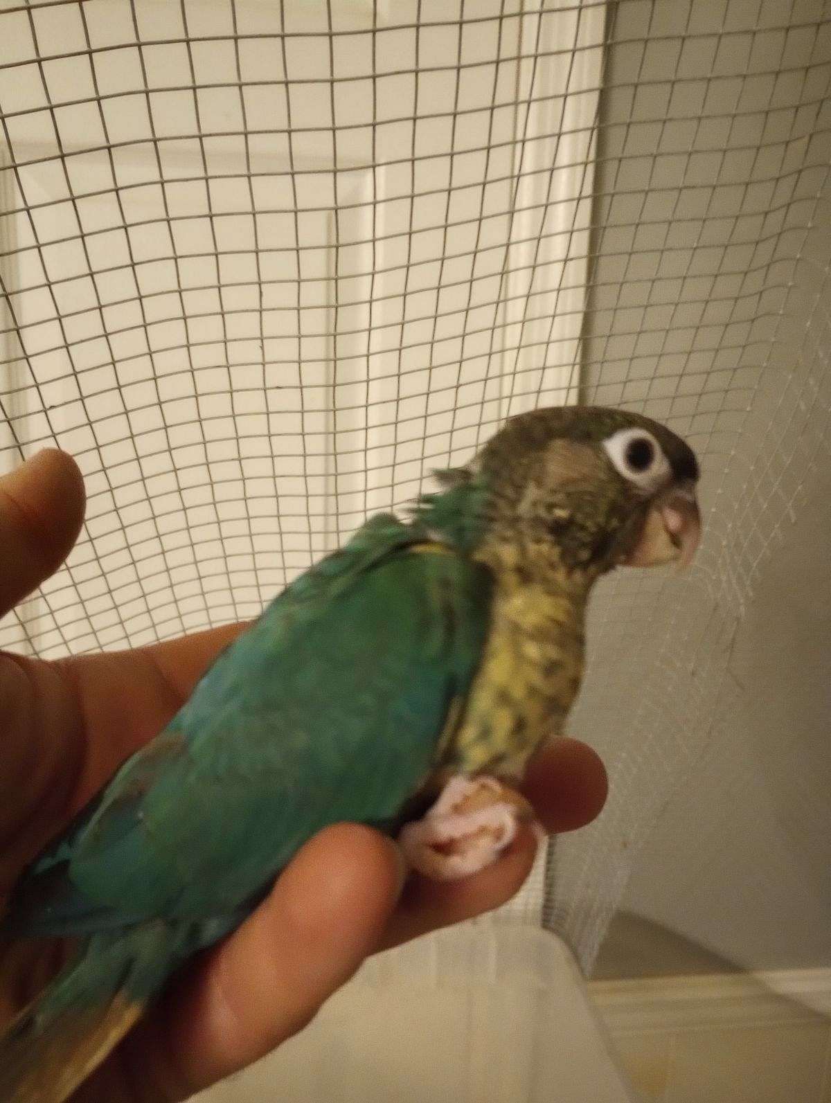 Turquoise yellow sided green cheek