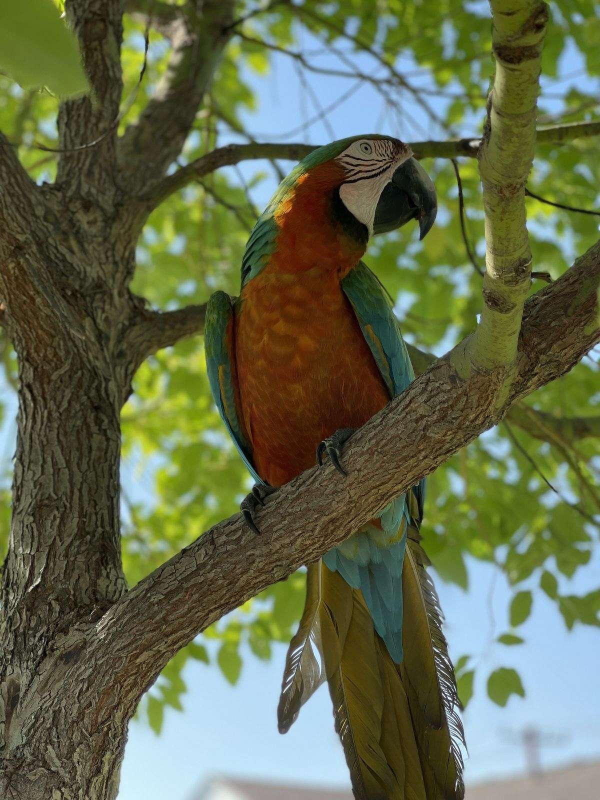 Catalina macaw