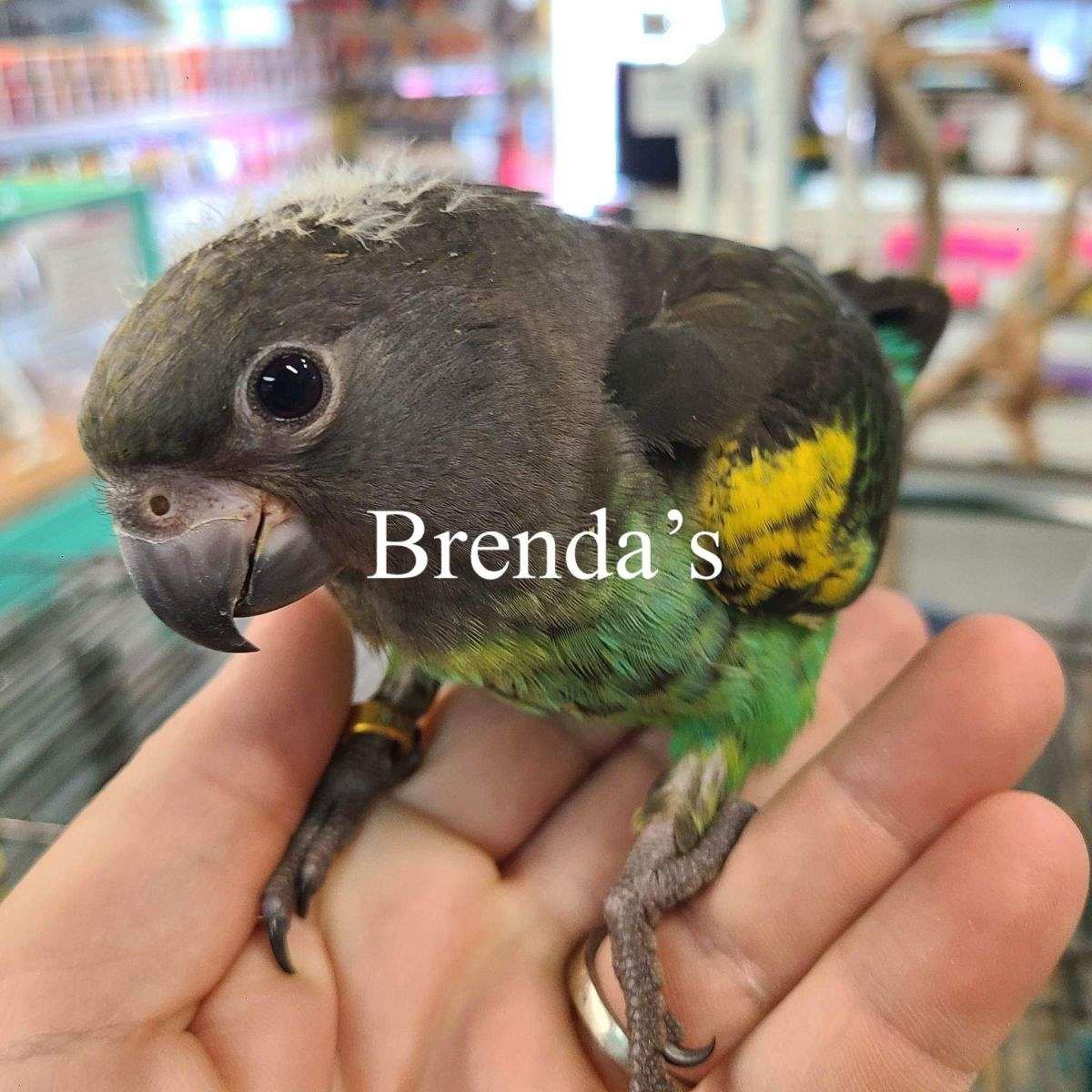 Meyers Parrot