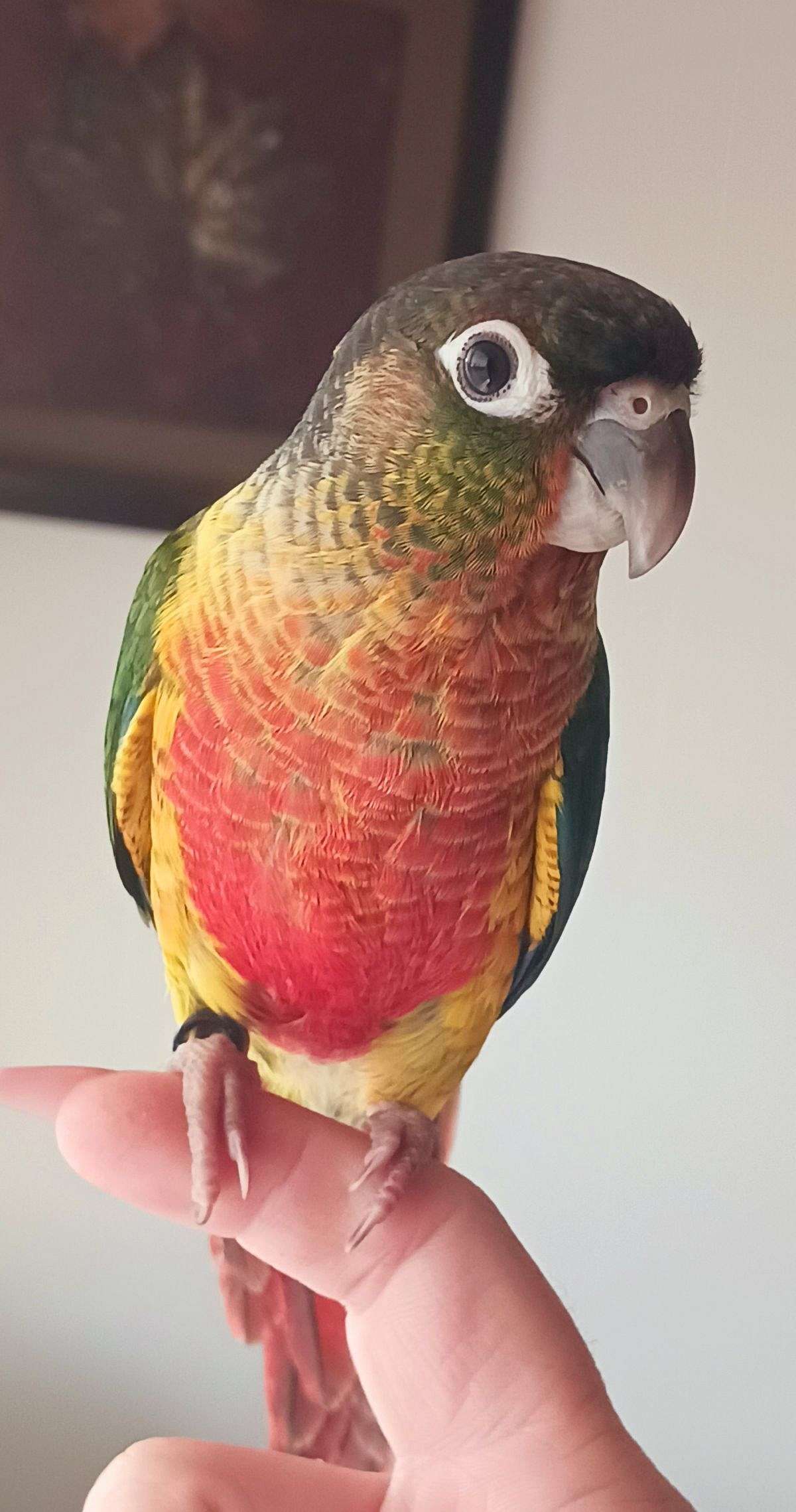 Yellowsided Green Cheek Conures