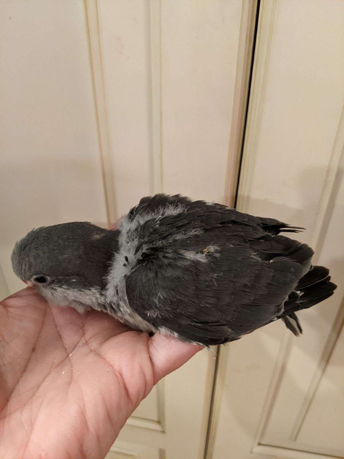 Beautifully colored Breeders