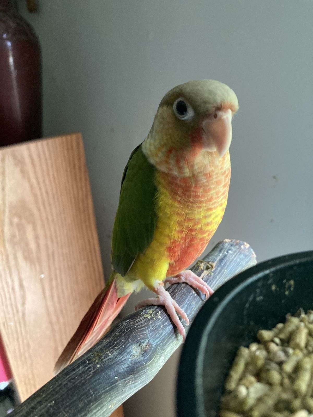 Greencheek Conures-Cinnamon &Pineapples