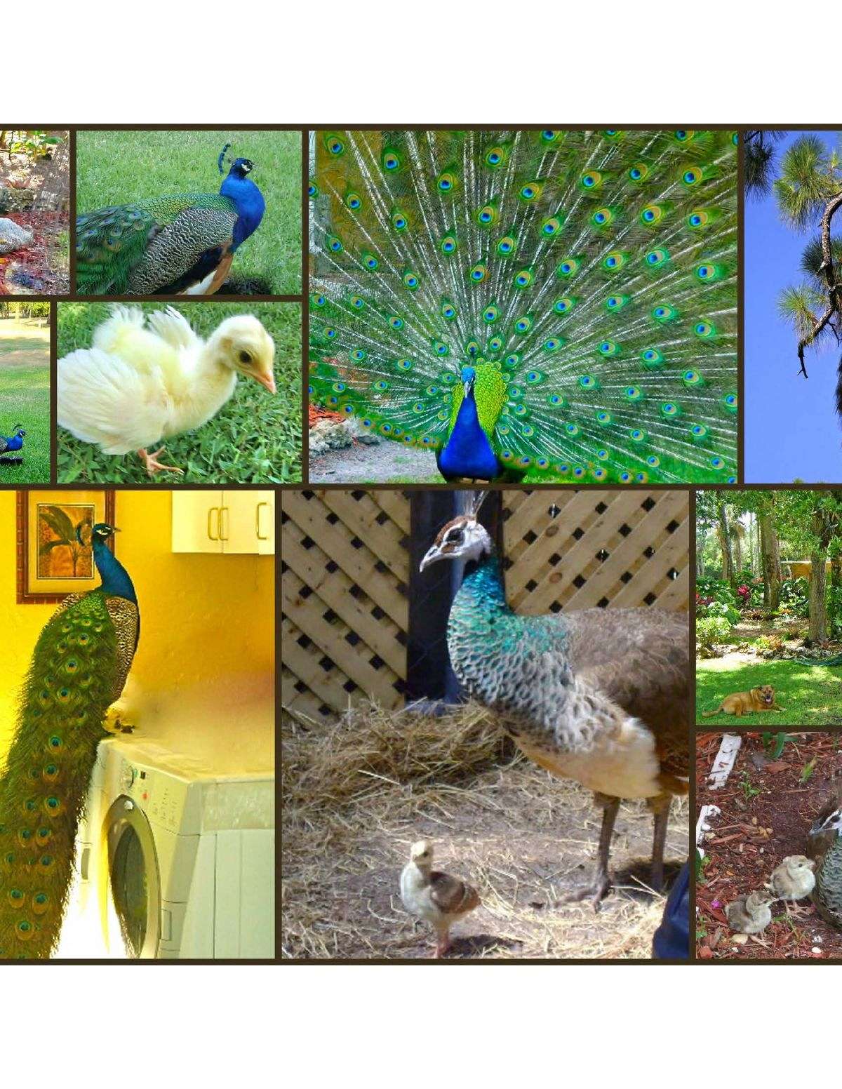 Beautiful Indigo Blue Peacocks. No Shipping