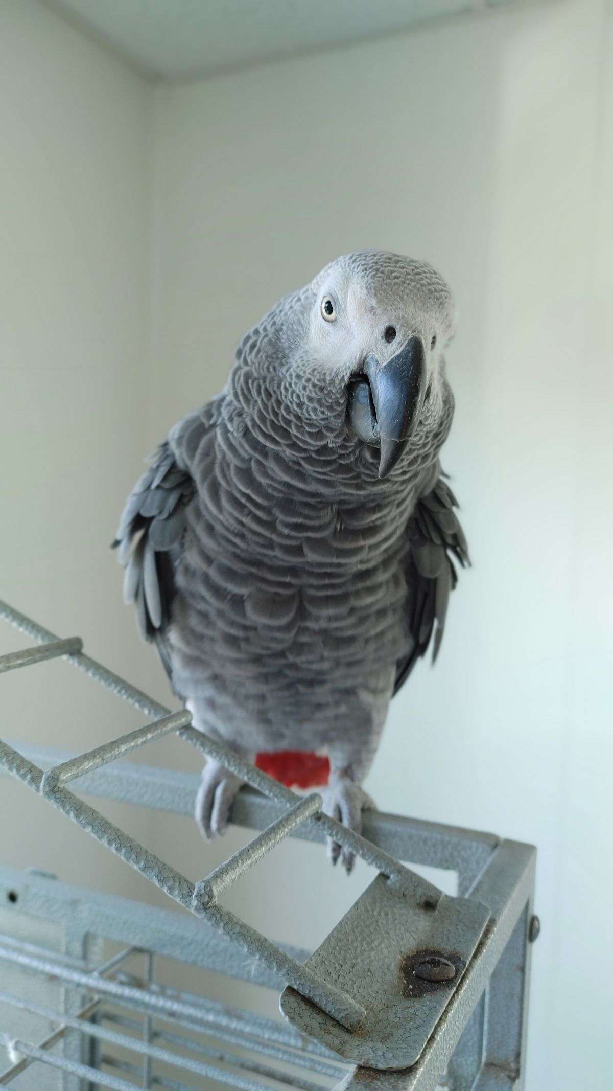 Very tame African Grey